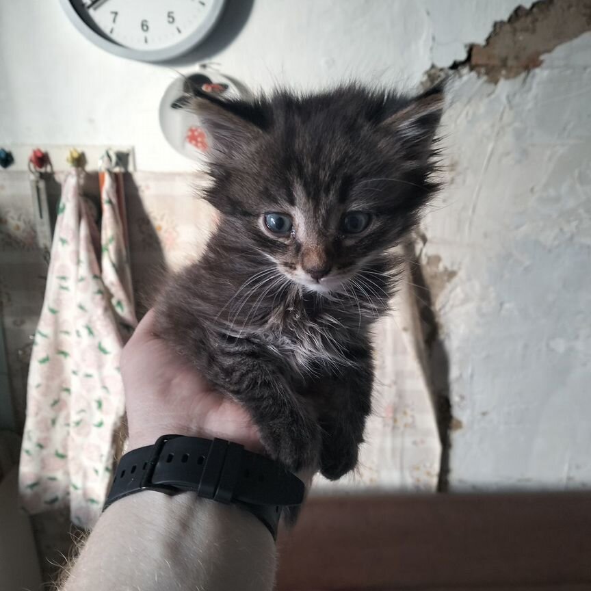 Кот настоящий