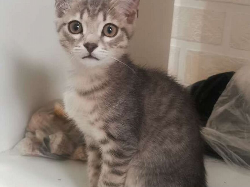 Кошки