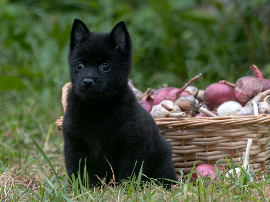 Щенок схипперке