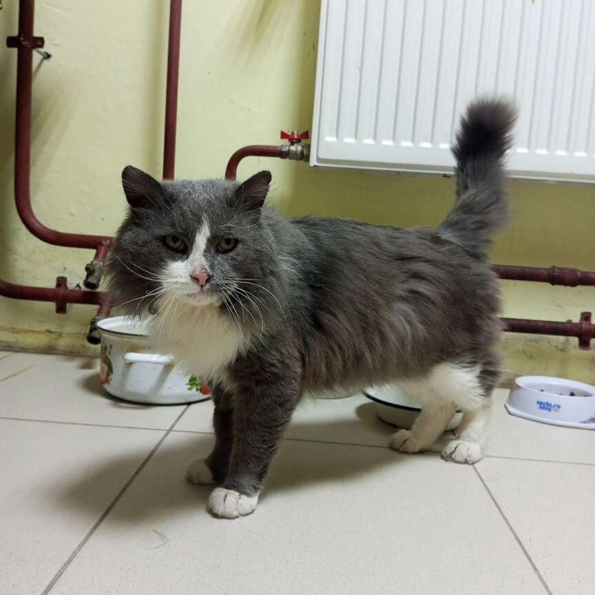 Котик Дым