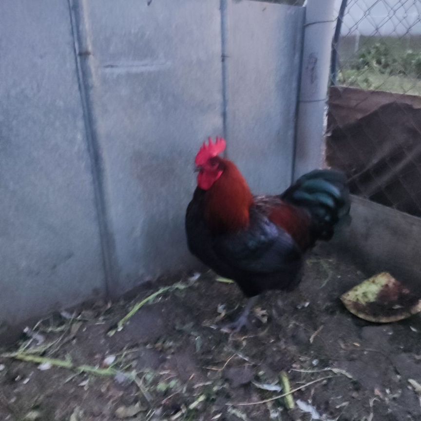 Молодые петухи черно-медный маран