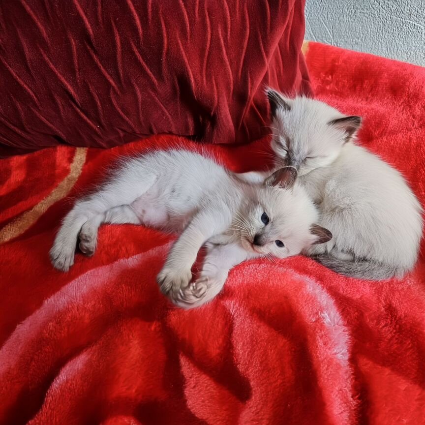 Тайский котёнок