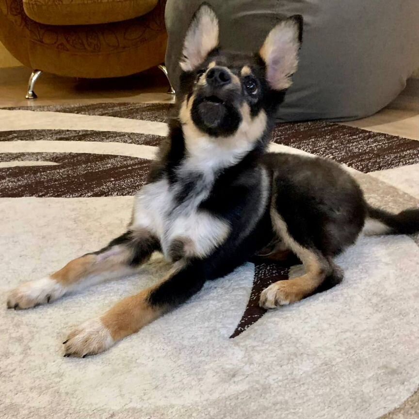 Щенок Бэтмен бездомная собака в добрые руки