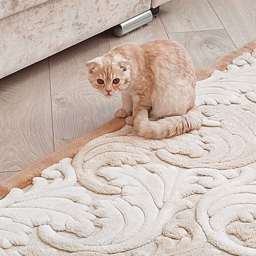 Отдам даром кошку