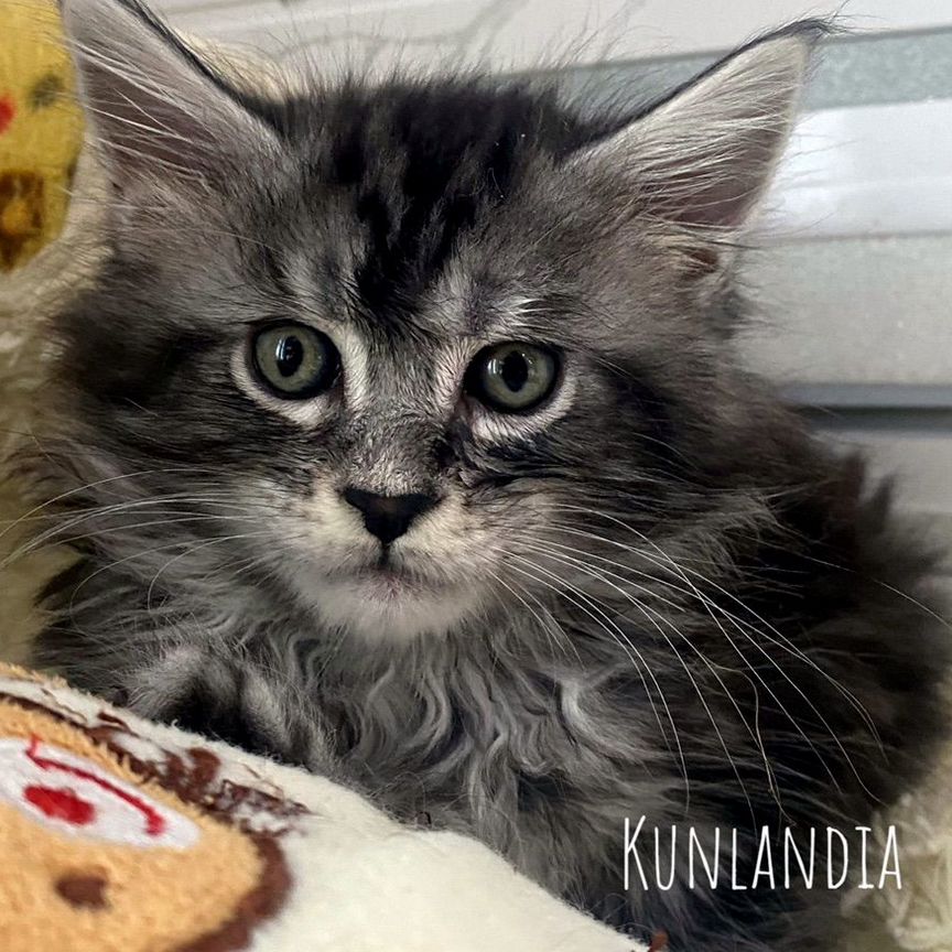 Мейн-кун котёнок