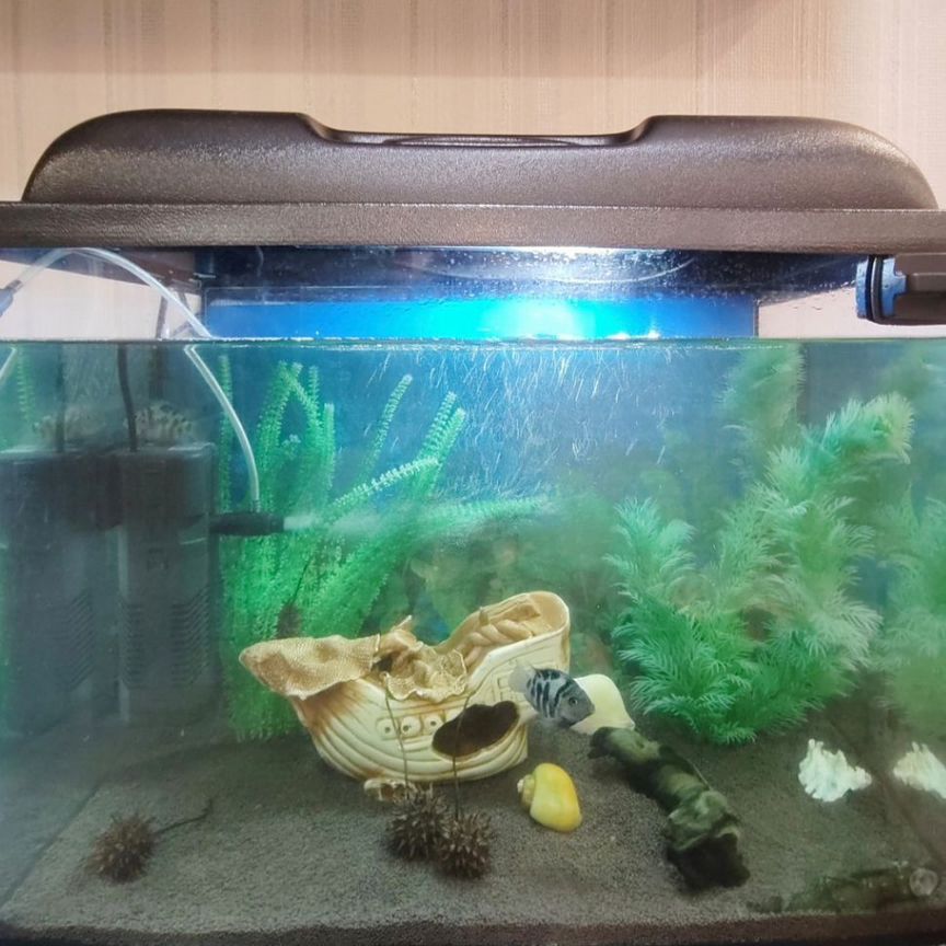 Аквариум с рыбками 50 литров