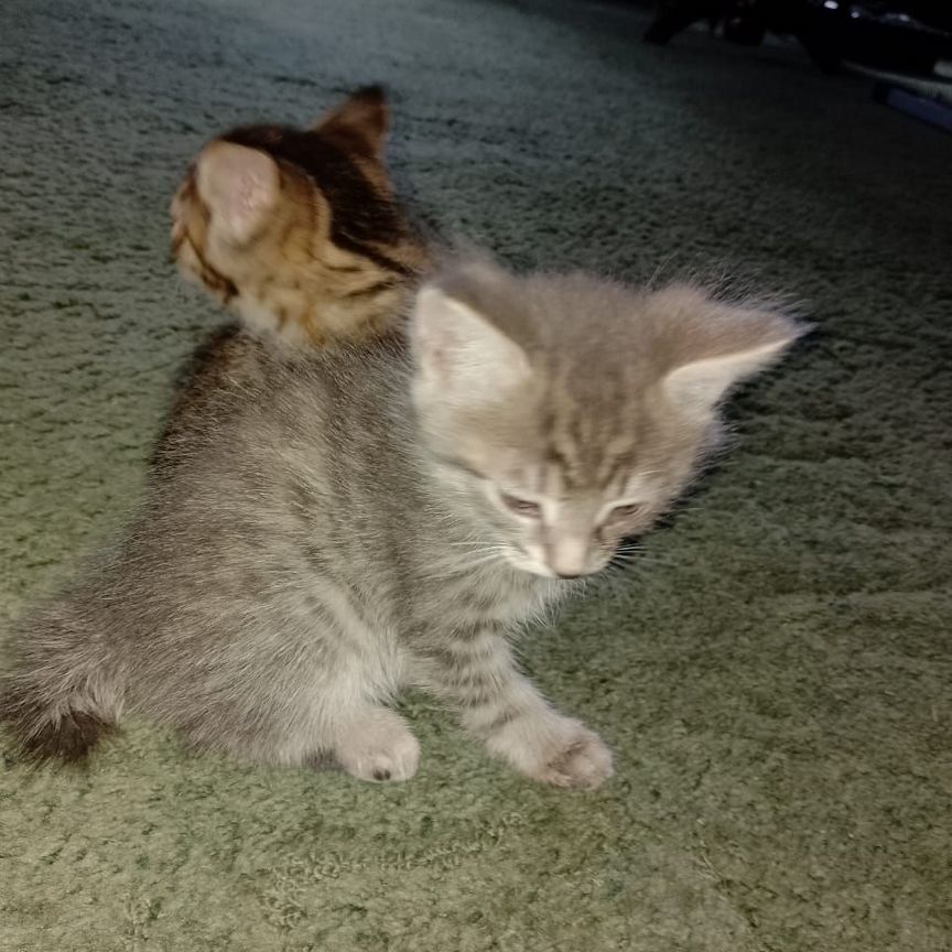 Котята в добрые руки даром