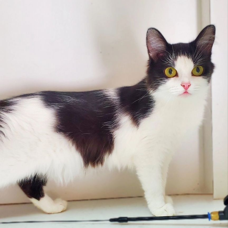 Уна ищет семью и дом