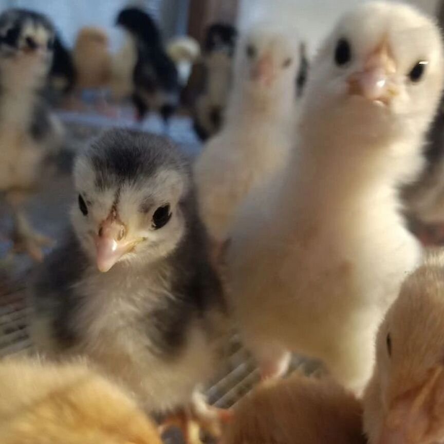 Цыплята кур несушек