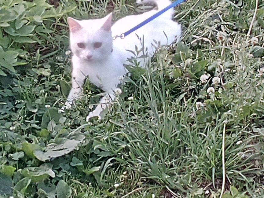 Молодой котик ищет хозяина