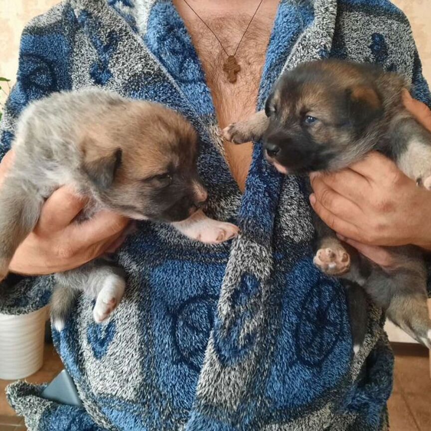 Щенки лайки