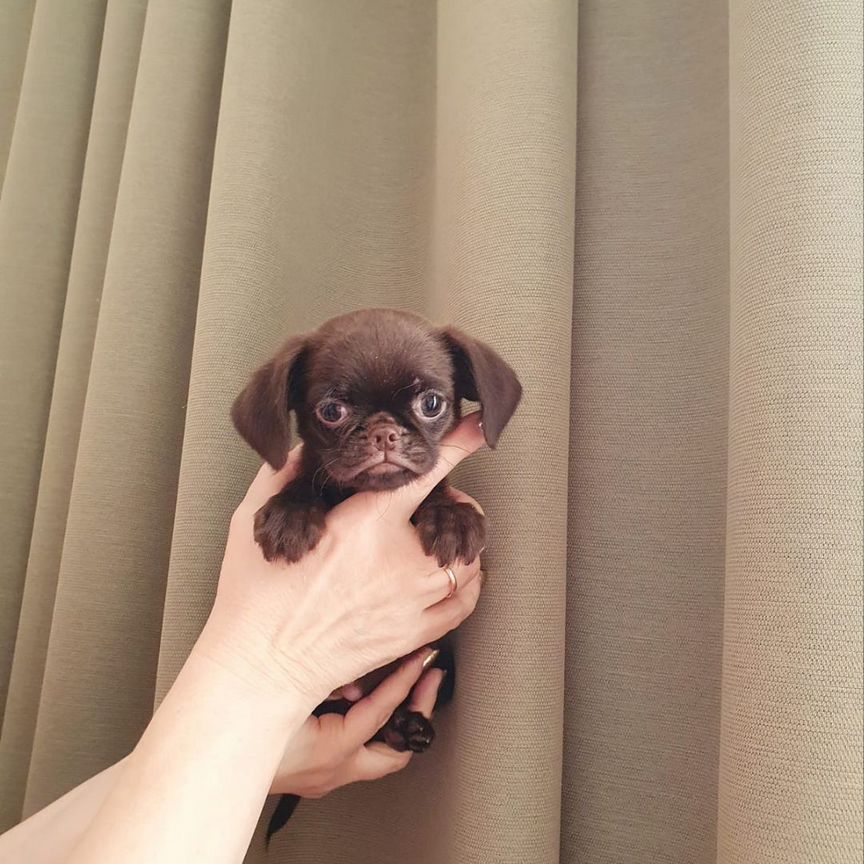 Щенки пти брабансон