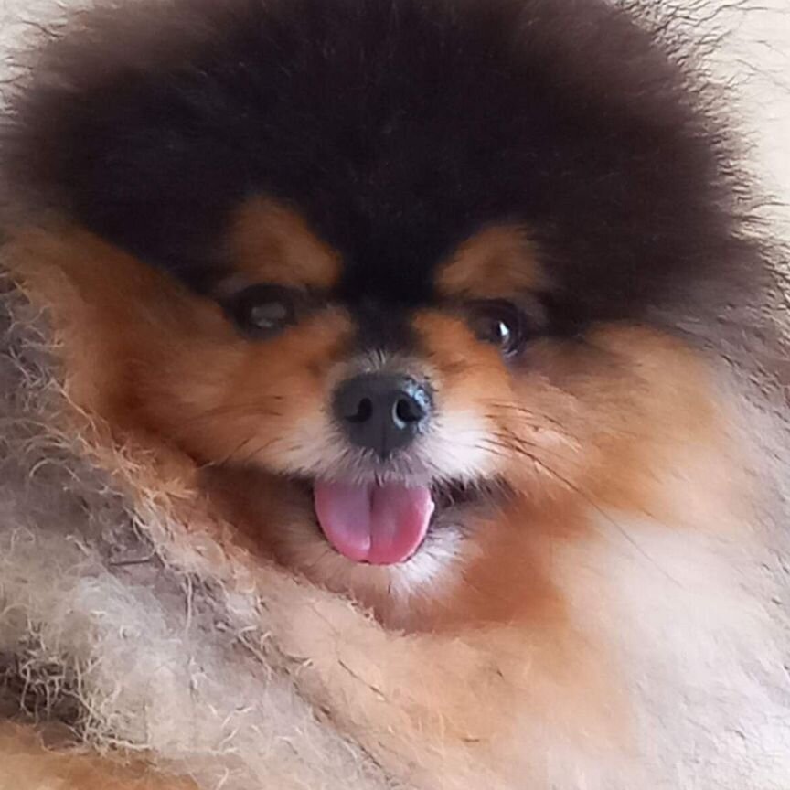 Померанский шпиц, вязка