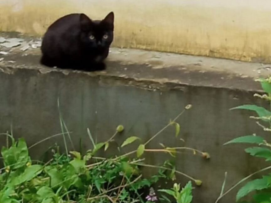 Черный котенок