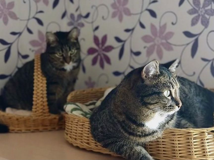Лежанка для собак и кошек
