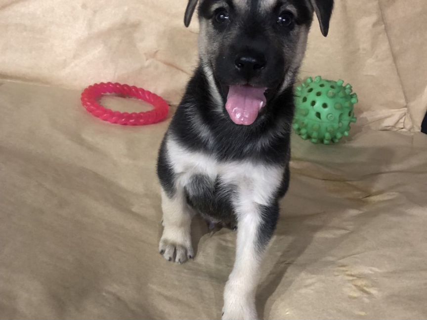 Славный щенок мальчик