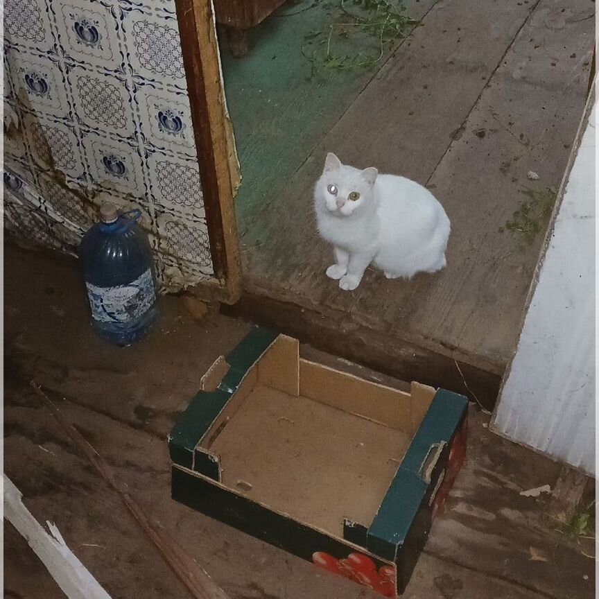 Приютите белоснежных ангелочков