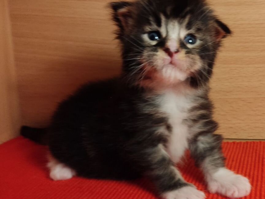 Котики Мейн Кун
