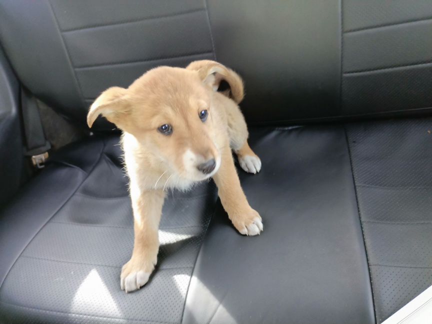 Собака дворняжка щенок