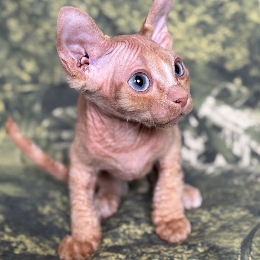 Эльф котёнок