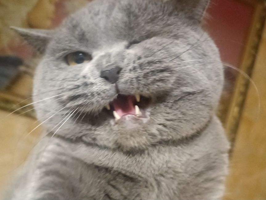 Шикарный плюшевый котик) В Дар