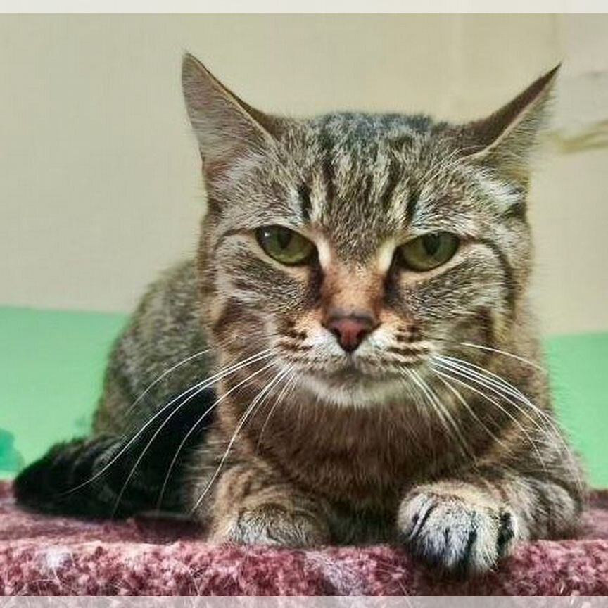 Бенгальская, взрослая кошка