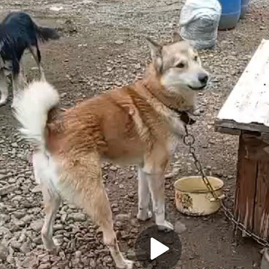 Кобель в добрые руки