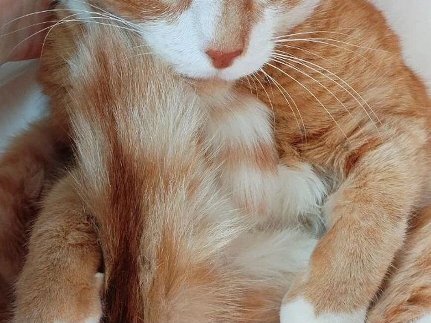 Котик в добрые руки