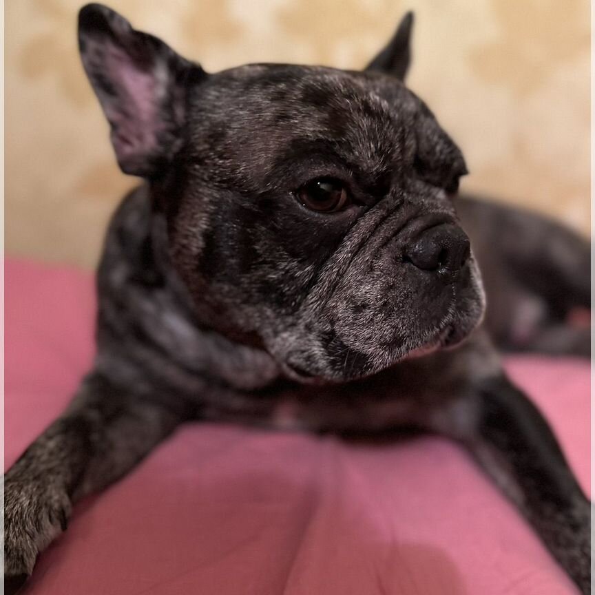 Французский бульдог вязка