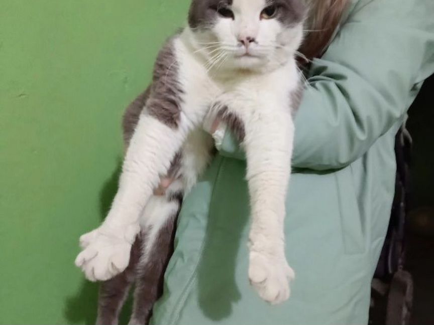 Котик в добрые руки