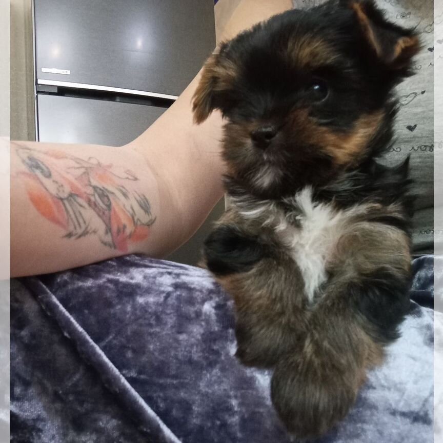 Йоркширский терьер, щенок