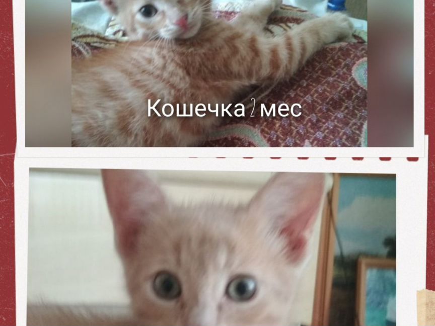 Кошка и котик по 2 мес. Кушают всё. Лоток знают