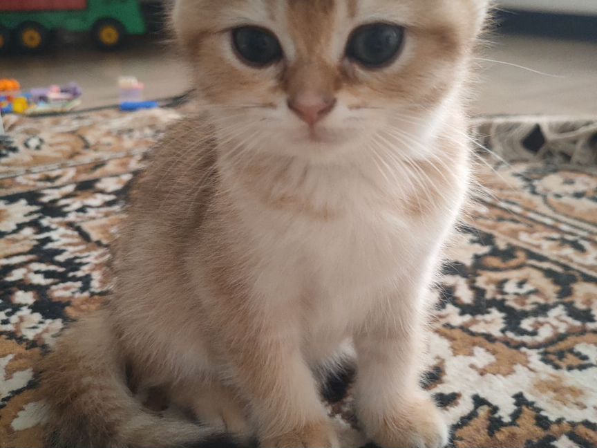 Котята золотая шиншилла