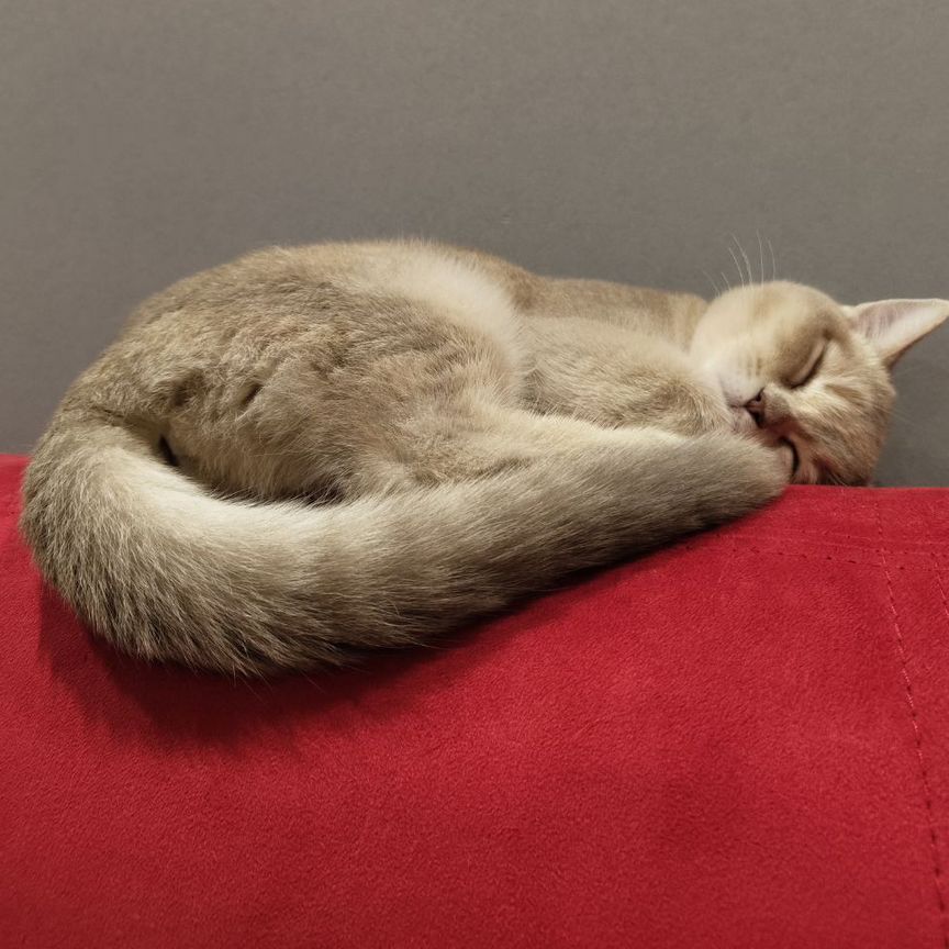Кошка британка