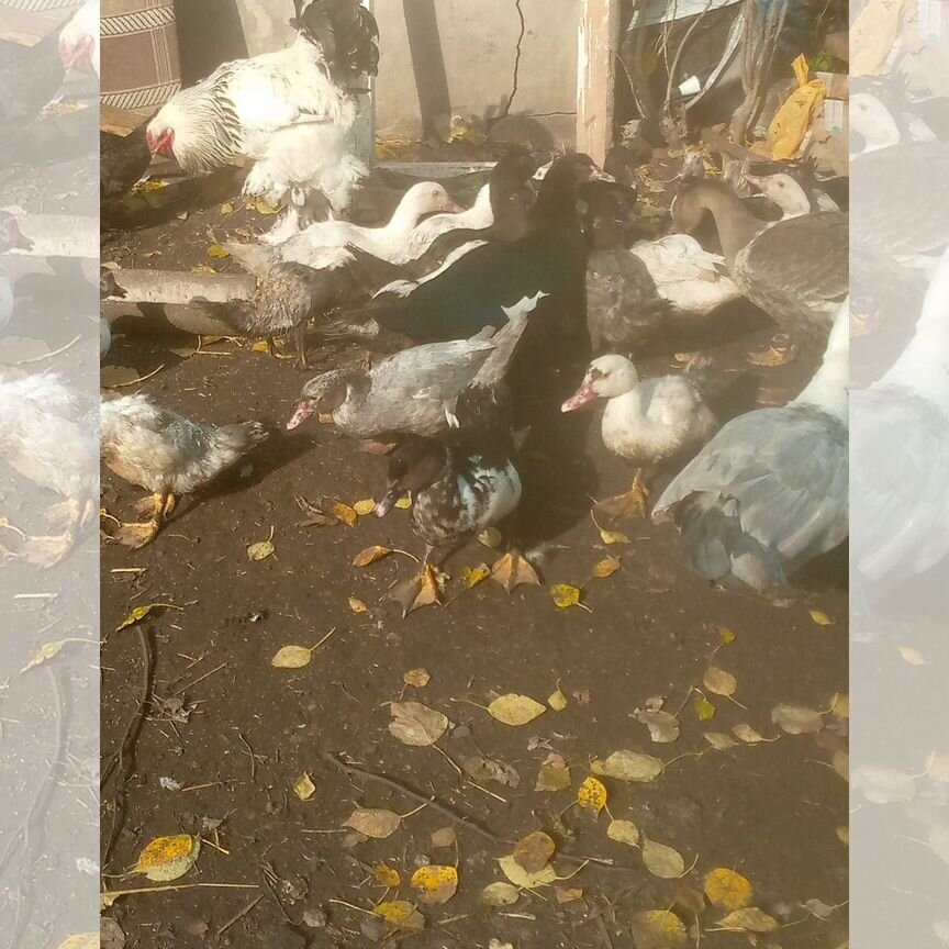 Мускусные утки