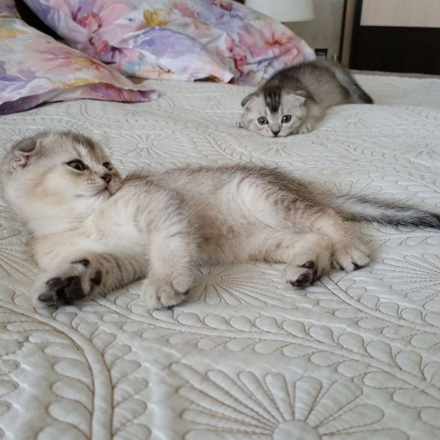 Шотландский вислоухий короткошёрстный котёнок