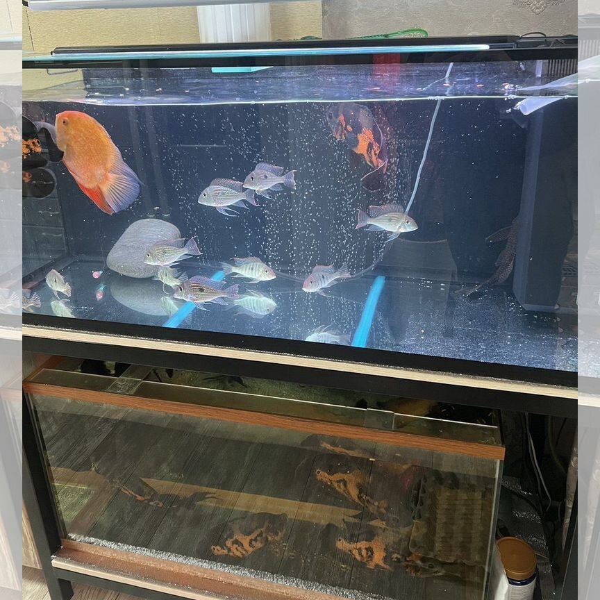 Аквариумы 200 и 300 литров