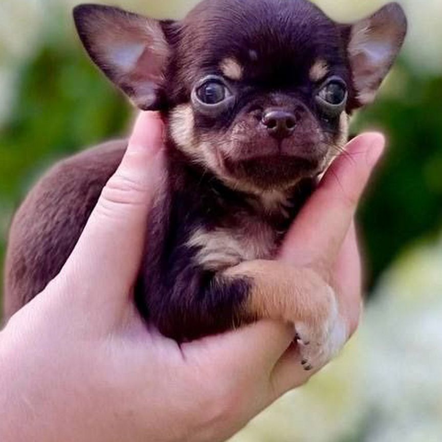 Мини мальчик чихуахуа