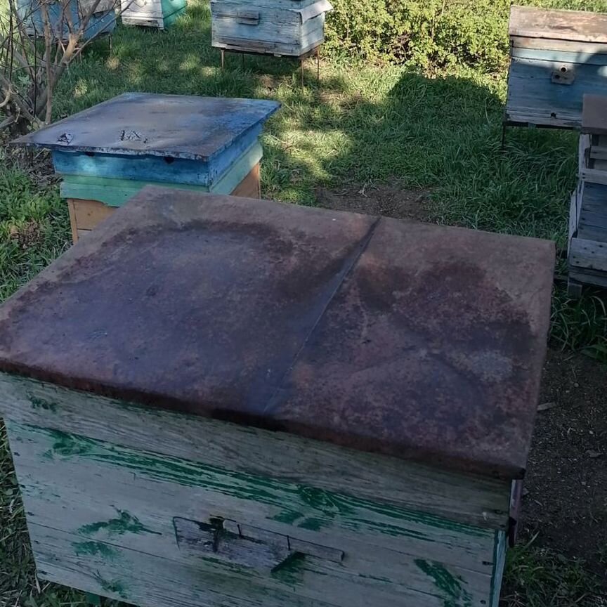 Продам пчелосемьи и отводки