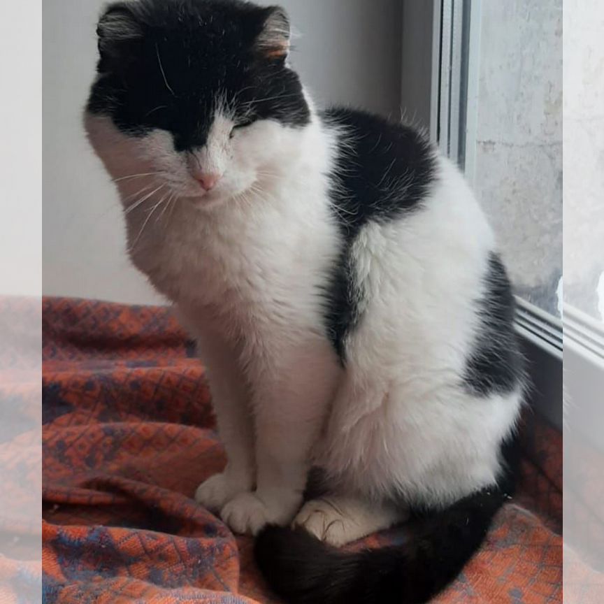 Котик черно белый