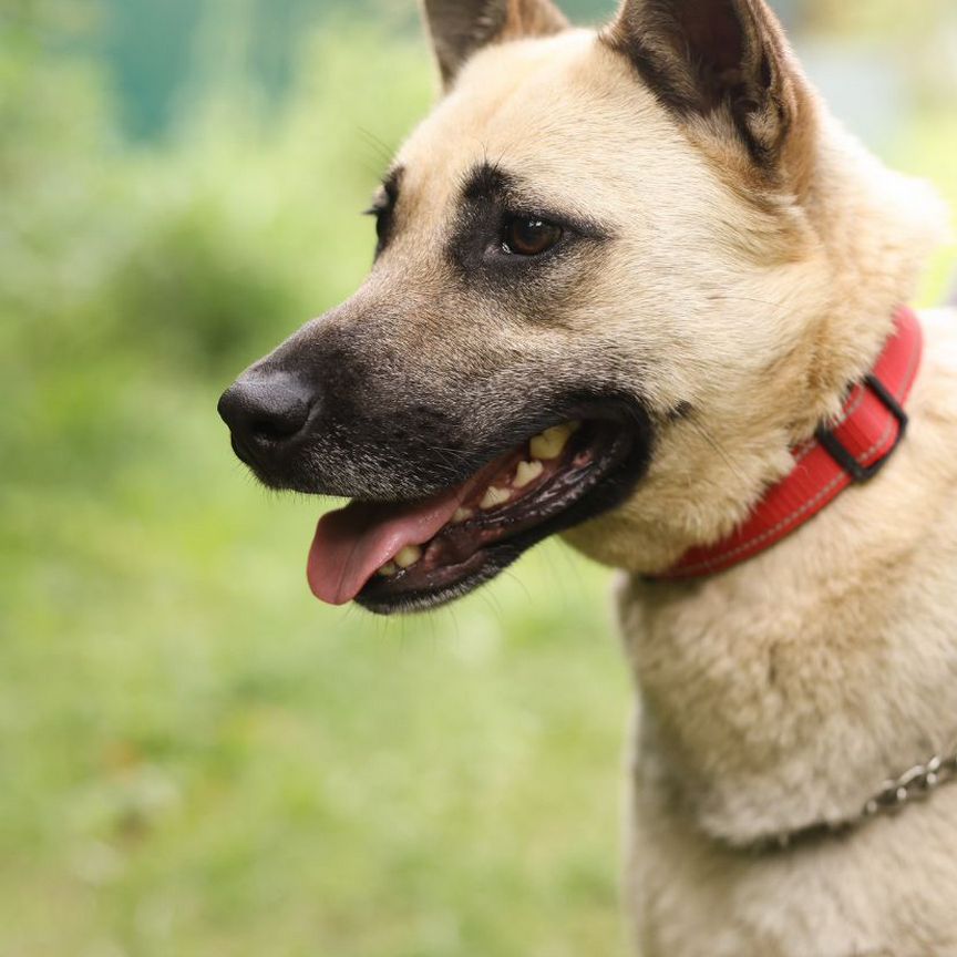 Собака в добрые руки отдам бесплатно