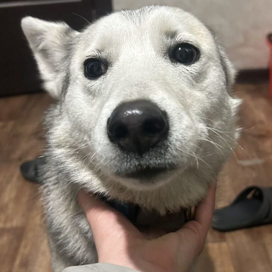 Взрослая собака в добрые руки