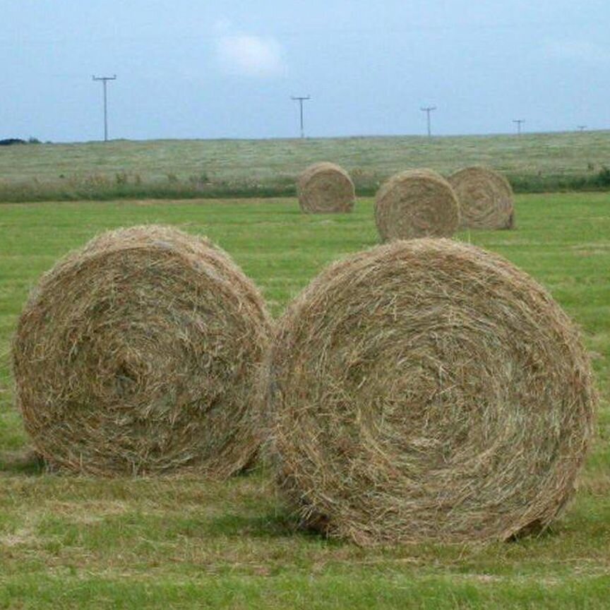 Сено и сенаж люцерны в рулонах