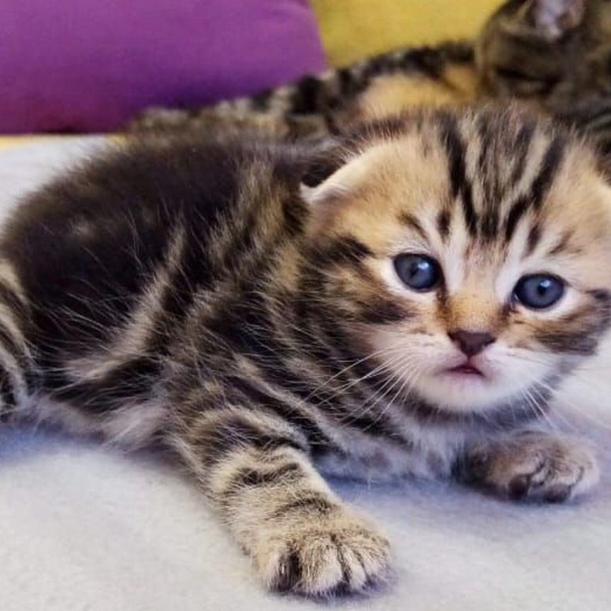 Шотландские котята