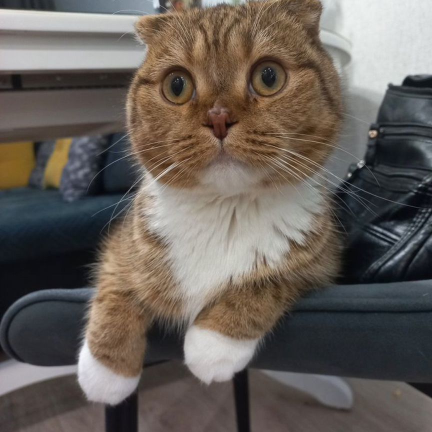 Шотландский вислоухий короткошёрстный, взрослый кот