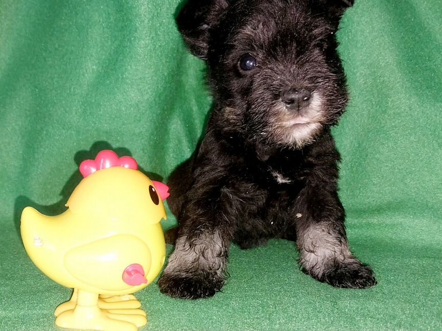 Детки шнауцеры