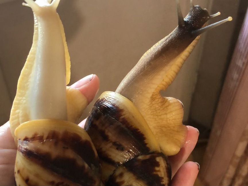 Улитки ахатины ретикулята