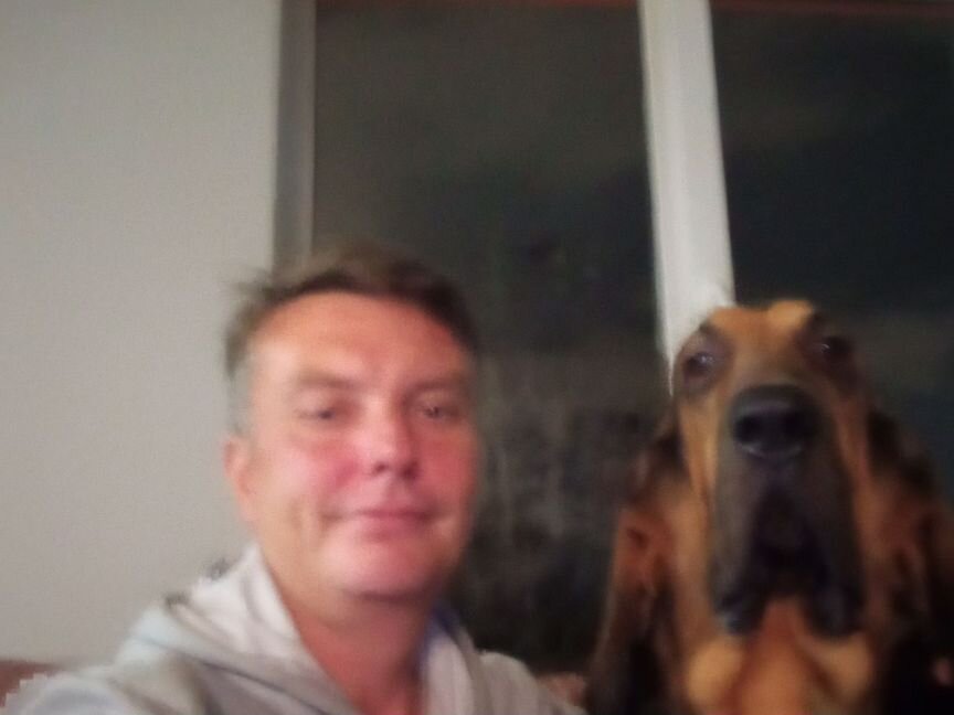 Бладхаунд в добрые руки