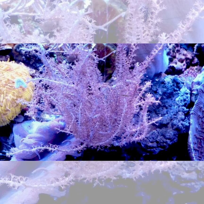 Продажа живых кораллов