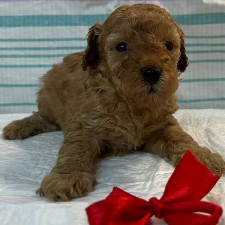 Той-пудель, щенок